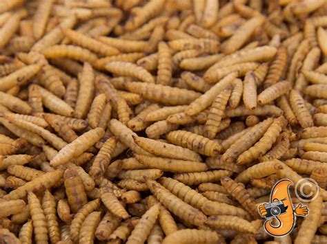 Welcome To Chubby Mealworms Chubby Mealworms Usa