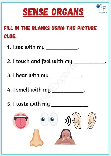 Sense Organs Worksheets For Kindergarten 47 Printable Pdf Template