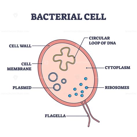 Bacillus Anatomy With Microscopic Microbe Medical Structure Outline Diagram Vectormine