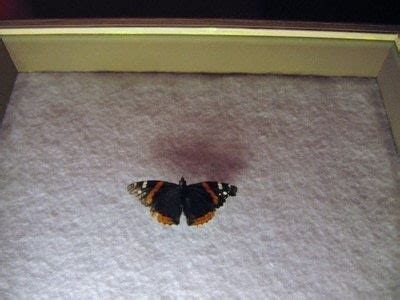 Bug Display Case How To Make A Framed Decoration Construction On Cut Out Keep