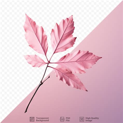 Premium PSD Pink Leaf On Tree
