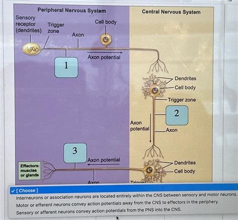 Solved Peripheral Nervous System Sensory Receptor Trigger