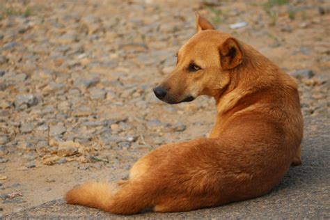 Why Indias New Manual To Deal With Dog Menace In Tiger Reserves Is