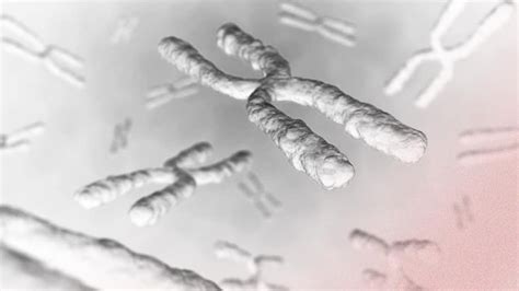 Sindrome Del Cromosoma X Fragile E Fertilità