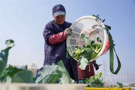 浙江余姚：种植“致富花” 人民图片网
