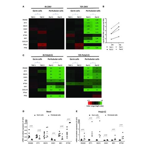 Innate Immune Response Of Human Testis To Zikv Infection Or Polyic