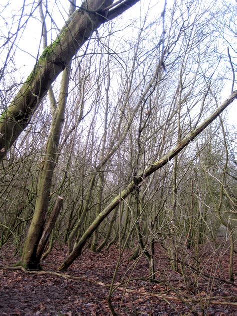 Filnore Woods Blog: Dangerous trees
