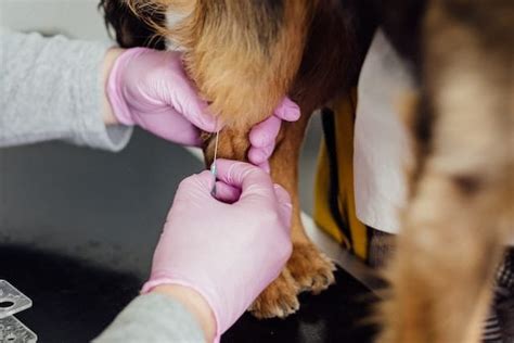 Putting Down A Diabetic Dog The Ethics And Practicalities