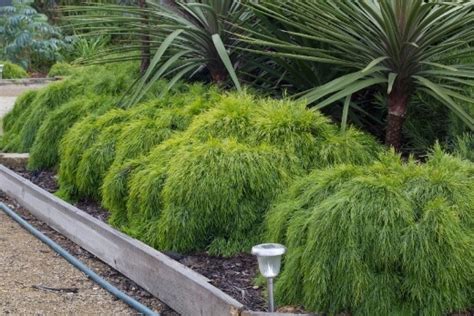 Wattle How To Grow And Care For Acacia In Australia Agt