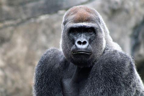 Silverback Gorillas Strength