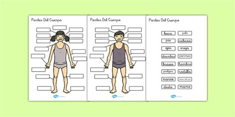 cuscús Flexible papelería lista de las partes del cuerpo humano