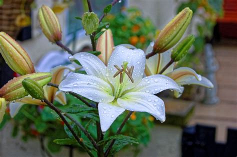 Images Gratuites la nature fleur rosée blanc feuille pétale