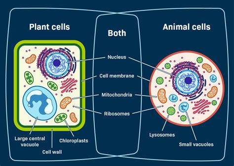 Lysosomes In Animal Cells