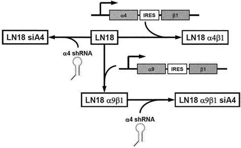 Dislodgement And Release Of Hsc From The Bone Marrow Stem Cell Niche