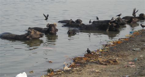 Hindu Devotees Bathe In India S Toxic Foam Covered Yamuna River