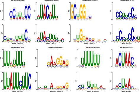 Sequence Logos Of Matched Motifs For Each Plot The Motifs Learned By