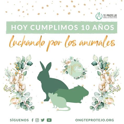 Ong Te Protejo En Linkedin Ongteprotejo Teprotejochile Crueltyfree