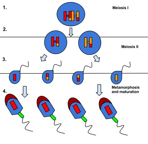 Embryology Spermatogenesis And Oogenesis