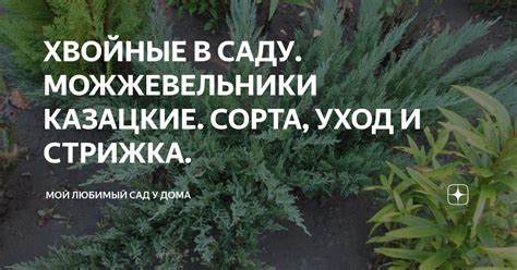 ХВОЙНЫЕ В САДУ МОЖЖЕВЕЛЬНИКИ КАЗАЦКИЕ СОРТА УХОД И СТРИЖКА МОЙ