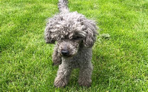 푸들 종류 크기와 털 색깔에 따라 다양하게 구분해요 비마이펫 라이프