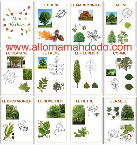 Diy Vive La Forêt Fabrique Ton Herbier Activité Carnet Dautomne