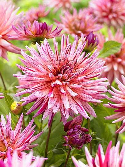 ᐉ Корнеклубень георгины кактусовой Алан Мимун 1 шт • Купить в Киеве Украине • Лучшая цена в