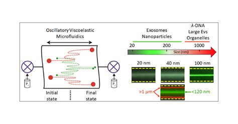 Oscillatory Viscoelastic Microfluidics For Efficient Focusing And