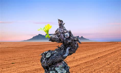 Exploring the Unique Regional Variations of Chenin Blanc Wine