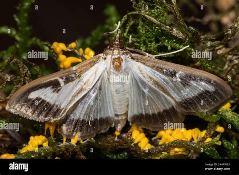 Boxwood Borer Moth With Open Wings Sitting On Green Moss With Yellow