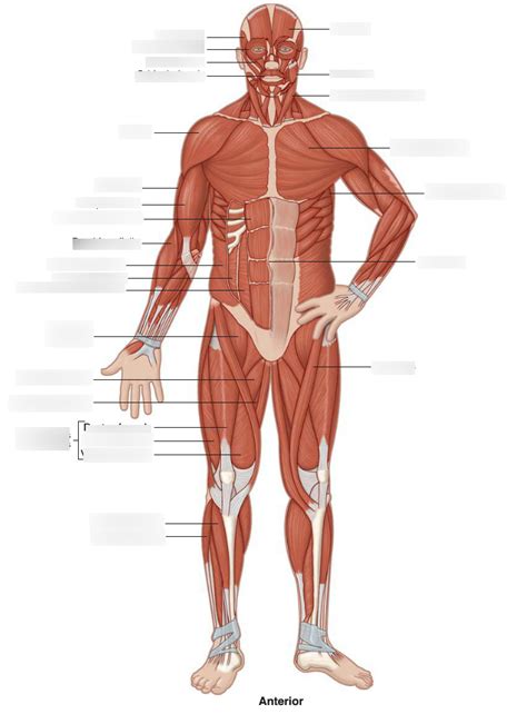 Intp Skeletal Muscle Anterior Diagram Quizlet