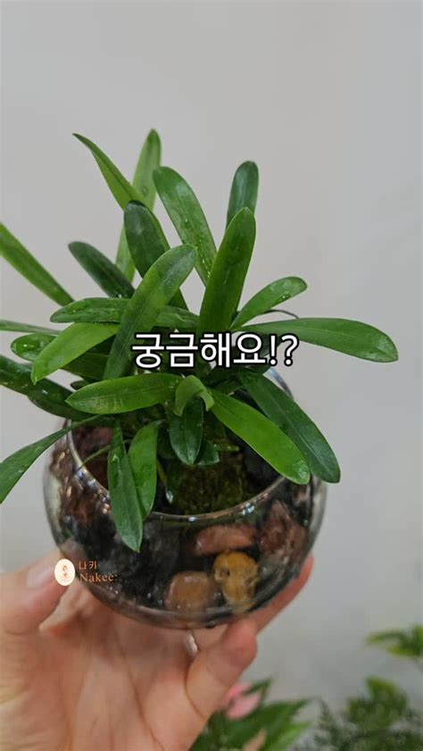 나키 Nakee 수경식물전문가 권명애 풀멍타임으로 일주일간의 피로를 위로받아요 🧡 식물을 키우며 나를키웁니다 🌿쉽고
