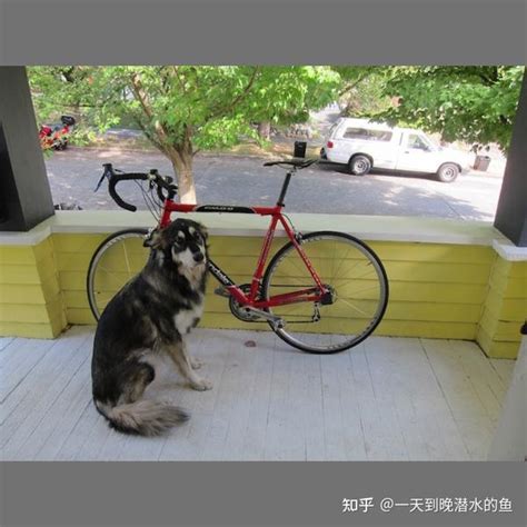 Tensorrt模型部署实战：yolov5的onnx模型部署 知乎