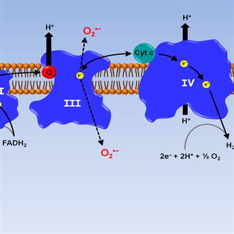 1 Generation Of Reactive Oxygen Species By The Electron Transport Download Scientific Diagram