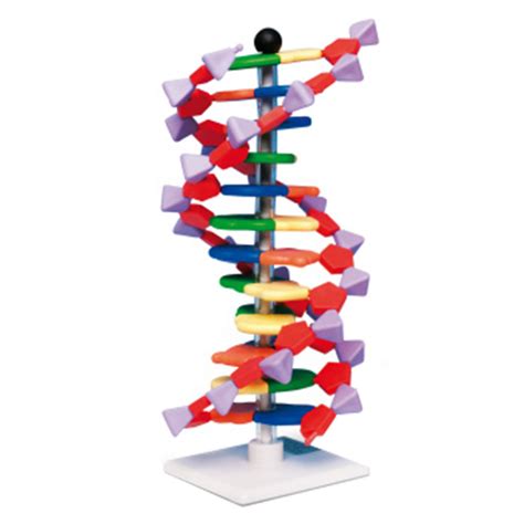 Molymod Bausatz Dna Doppelhelixmodell Minidna Klein 3b1005298