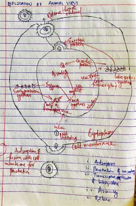 Replication Of Animal Virus The Science Notes