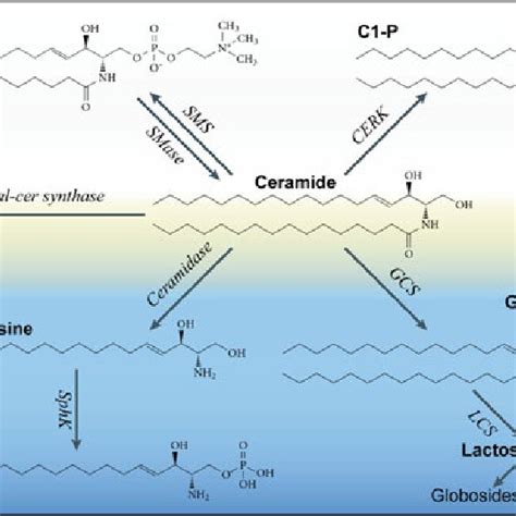 Ceramide Constructive And Destructive Metabolism Enzymes Of Ceramide