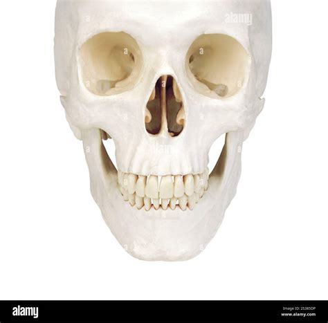 Human Scull Isolated On White Background Human Scull Isolated Stock