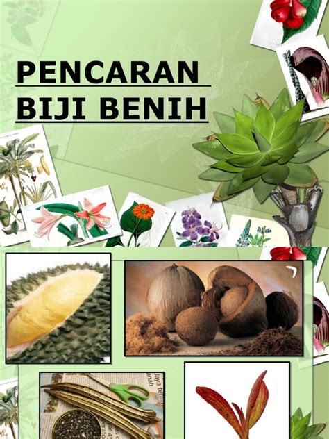 Pencaran Biji Benih Atau Buah Tahun 4