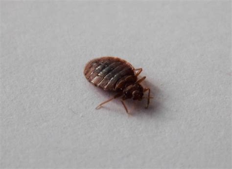 Dead Bed Bugs What Does It Mean If You Find One Pestseek