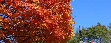 2023年紅葉情報 忠霊塔・新倉山浅間公園観光情報