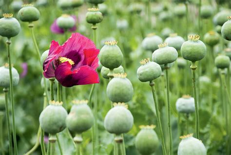 Ako Pestova Mak Z Hrada Sk