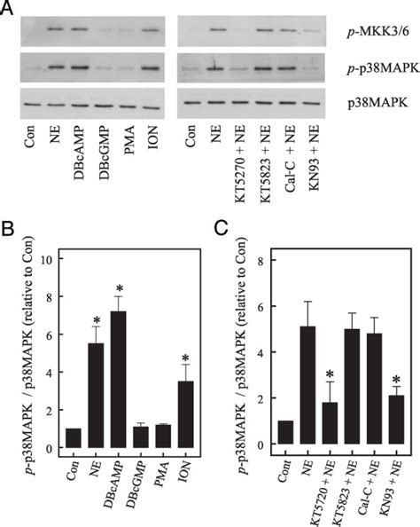 Effects Of Protein Kinase Activators And Inhibitors On Ne Stimulated
