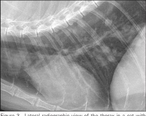 Filexray Of Felvpositive Cat With Lung Cancer
