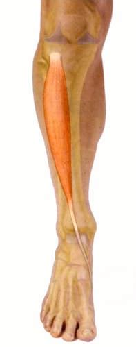 ¿cómo Estirar El Tibial Anterior Jl Fisios