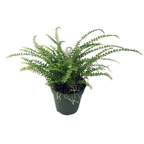 Lemon Button Fern Live Plant 4 Pot Nephrolepis Cordifolia Duffii