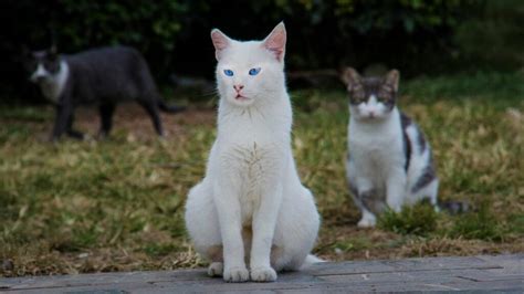 How Many Cats Are In The World Global Cat Population 2024
