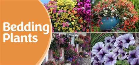 Bedding Plants British Garden Centres