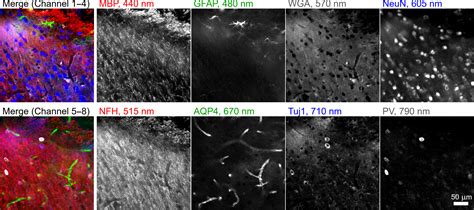 Highly Multiplexed Fluorescence Microscopy With Spectrally Tunable