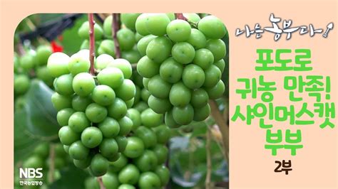[나는농부다 260회 2부] 포도로 귀농 만족 샤인머스캣 부부 Youtube