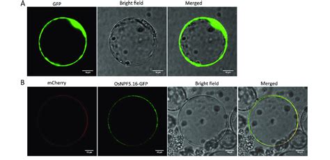 Subcellular Localization Of OsNPF5 16 A Free GFP Expression In Rice